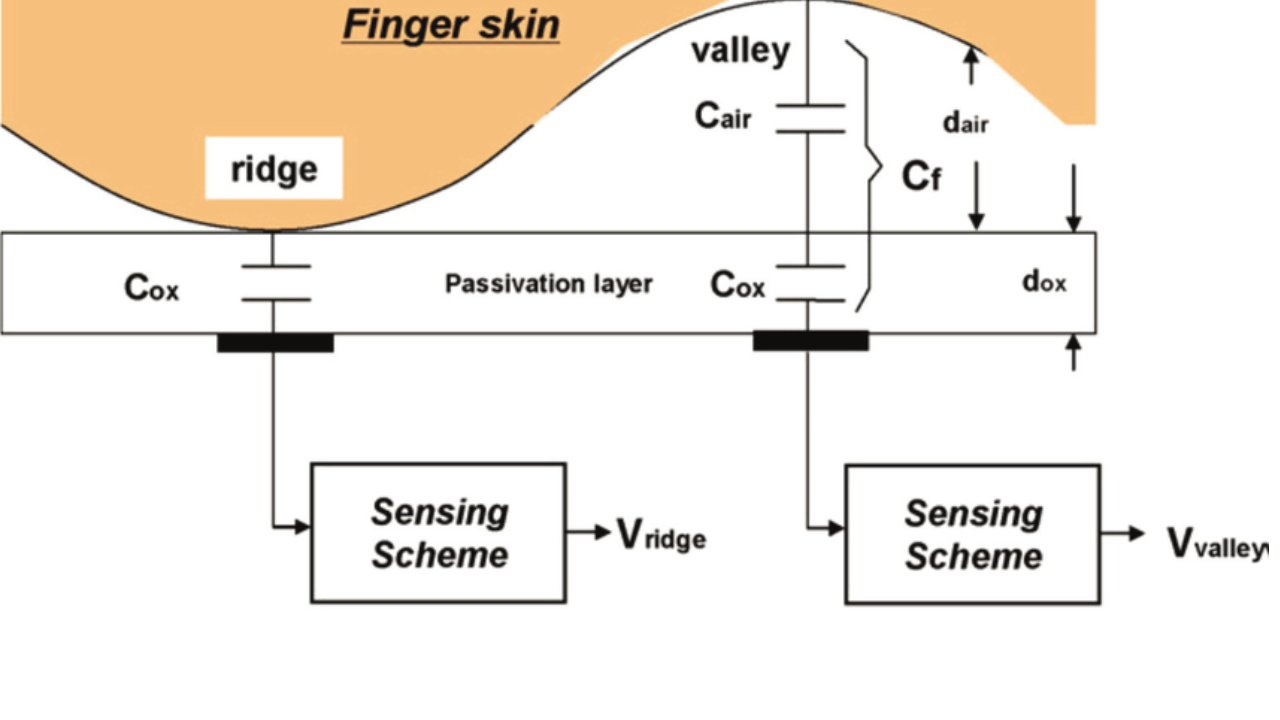 How Fingerprint Scanners Work on Smartphones: Types and Security ...
